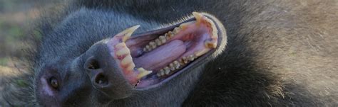 Baboons Show Evolutionary Precedent For Abusive Boyfriends