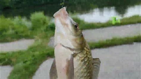 Рыбалка на Вишенском Озере 😮 с Орешком 🚴 Винница 👍 Украина 🇺🇦💖 Круто 💥 Супер Топ 🐸 Хит Шик Класс