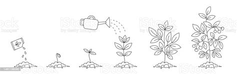 식물 성장 단계 묘목 개발 단계 파종 씨앗 벡터 등고선입니다 편집 가능한 획 파종에 대한 스톡 벡터 아트 및 기타 이미지 파종 성장 개념 식물 Istock