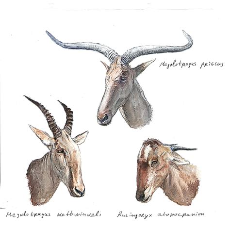 Megalotragus
