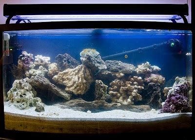 Aquarium Lore Saltwater Aquarium Setup