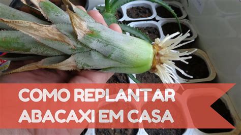 Como plantar abacaxi em casa Método mais fácil YouTube