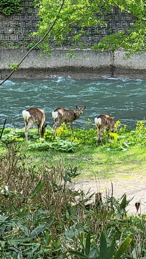 Sika Deer In May 2024 By Moses Michelsohn INaturalist