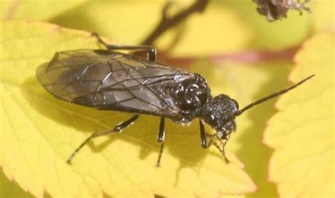 Hymenoptera Flashcards Quizlet