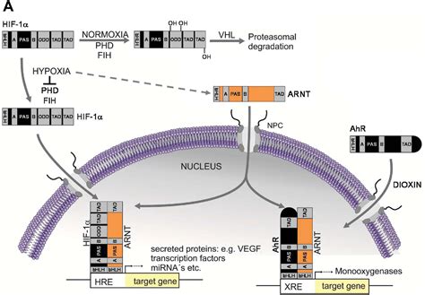 Figure 1 From Hypoxia Inducible Aryl Hydrocarbon Receptor Nuclear