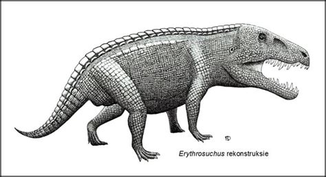 Archosauria 2 Basale Archosauriformes Die Wêreld Om Ons