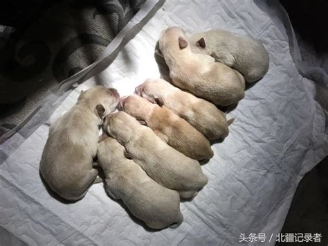 感人！「流浪狗媽媽」要去節育，狗寶寶傷感吻別，狗媽媽淚流一路 每日頭條