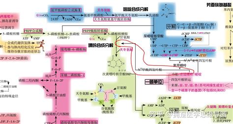 四氢叶酸是怎么参与嘌呤的从头合成的？ 具体的哪一步？ 知乎