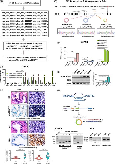 Analysis Of Circrnas Derived From The Ezh2 Gene In Prostate Cancer A Download Scientific