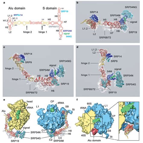 Contacts Between Mammalian Srp And The 80s Ribosome Download Table