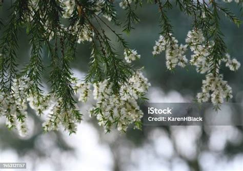 호주 토종 멜라루카 차 나무의 크림색 흰색 꽃 가족 Myrtaceae Nsw 고유종 허니 머틀이라고도 함 0명에 대한 스톡 사진