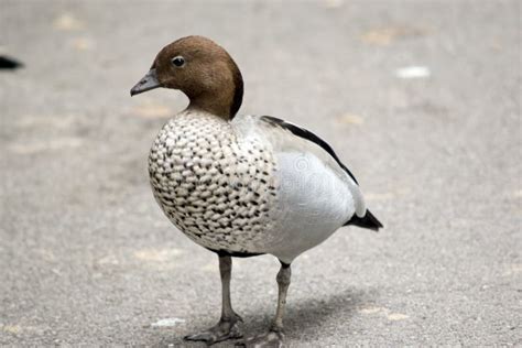 The Male Australian Wood Duck Or Maned Duck Has Brown Feathers On The Back Of Its Neck That
