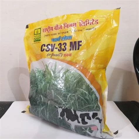 Hybrid Csv 33 Mf Fodder Grass Seed Packaging Type Packet Packaging