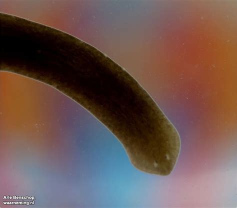 Comparative Rna Seq Is Not Enough To Reveal The Evolution Of Regeneration