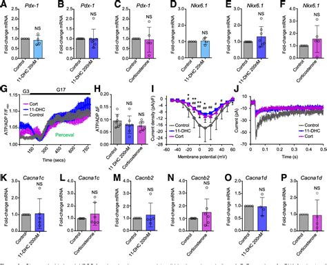 Figure 2 from Glucocorticoids Reprogram β Cell Signaling to Preserve
