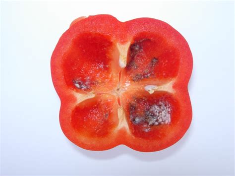 iwt beheersing van binnenrot in paprika proefstation voor de