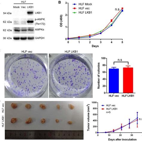 Knockdown Of Lkb1 Expression Suppresses The Proliferation Of Hcc Cells
