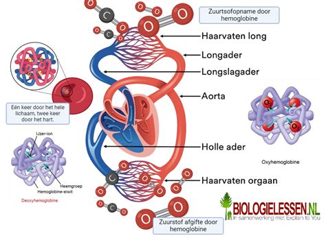 Diagram Van Het Menselijk Bloedsomloopstelsel Bloedsomloop