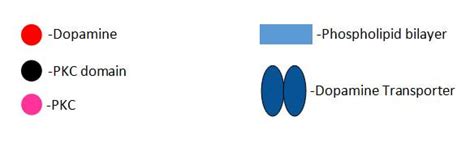 Protein Function