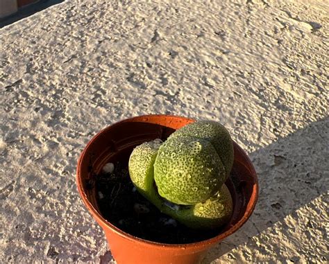 🪨 What Is The Best Way To Water A Lithops