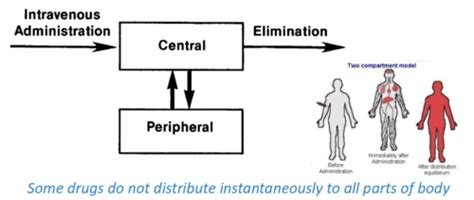 Pharmacokinetics And Drug Metabolism Flashcards Quizlet