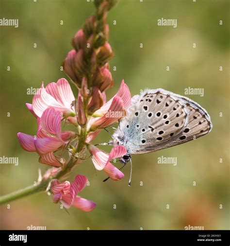 Phengaris Arion Syn Maculinea Arion Known As The Large Blue