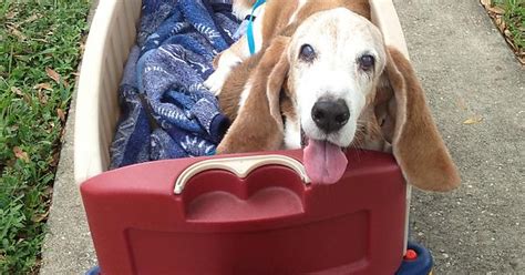 My Harry In His Last Year Had Trouble Walking Very Far He Loved His