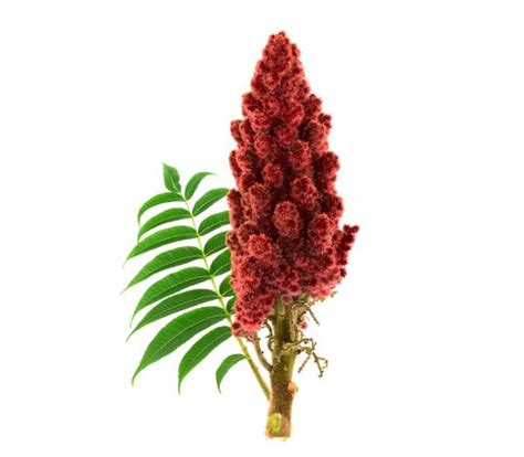 سماق Rhus برگ سبز روی شاخه نمای بالا جدا شده بر روی پس زمینه سفید 1640912