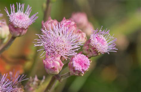 Pantanal Plant Eupatorieae Morten Ross