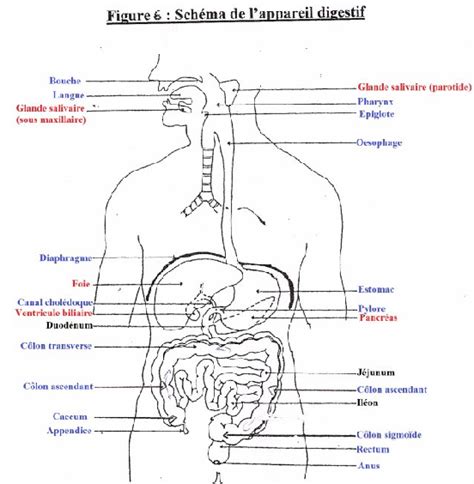 Pôle 1 Chapitre 1 Suite Appareil Digestif Anatomie Corps Humain