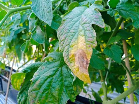 Tomato Plant Leaves Turning Yellow With Brown Spots At Fred Morales Blog