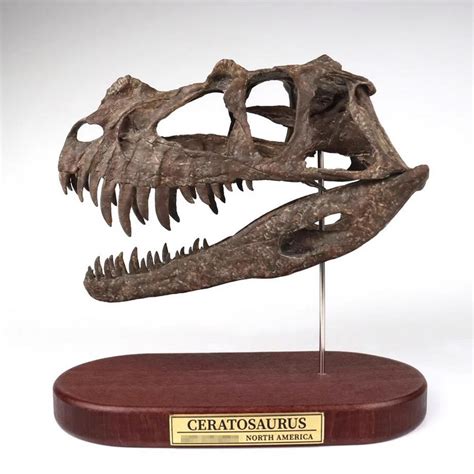 Ceratosaurus Nasicornis Skeletons