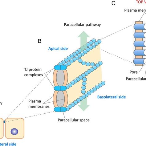 Membrane Model Of Claudins The Conserved Structural Features Of