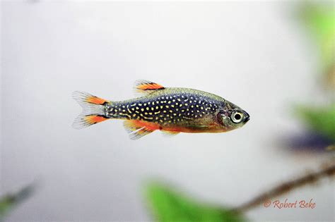 Danio Margaritatus Akvaristika I Teraristika