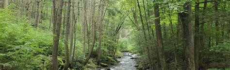 Dingmans Falls Via Dingmans Creek Trail Pennsylvania 748 Reviews Map Alltrails