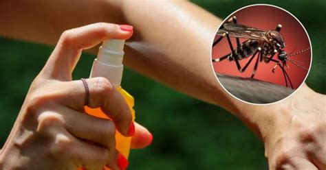 Dengue Dónde Ponerse El Repelente Para Evitar La Picadura Del Mosquito