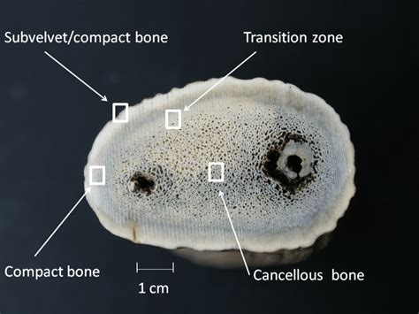 Cross Section Of Antler Showing The Four Histological Zones Download Scientific Diagram