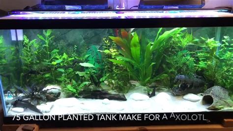 Axolotls Housing In Captivity Axolotl Tank Aquarium Setup 54 Off