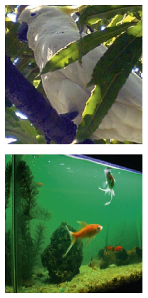 Visualization Of Randomly Selected Clean Images And Corresponding