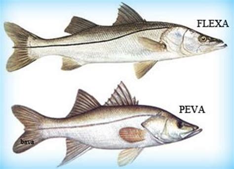 Pesca de robalo como começar no hobby Agrosete