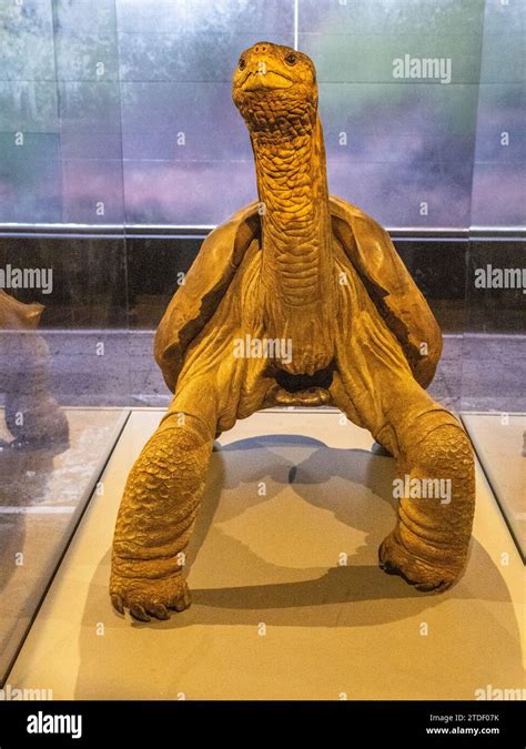 Preserved Galapagos Giant Tortoise Chelonoidis Spp Known As Lonesome