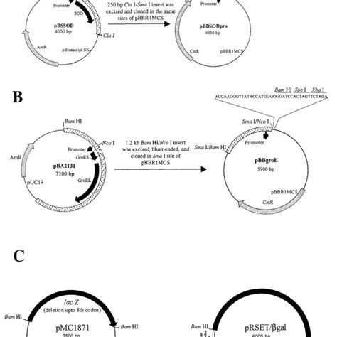 Schematic Diagrams Depicting The Cloning Strategy For Construction Of