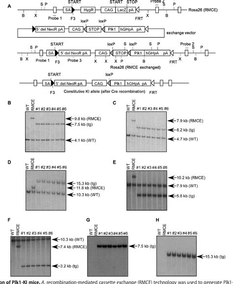 Figure 3 From Polo Like Kinase 1 Plk1 Overexpression Enhances