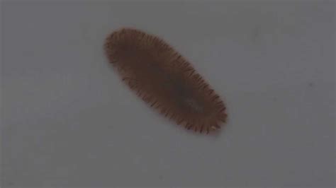 Lined Flatworm Youtube