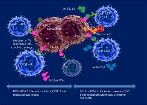 Figure 1 From Immune Checkpoint Blockade The Role Of Pd 1 Pd L Axis In