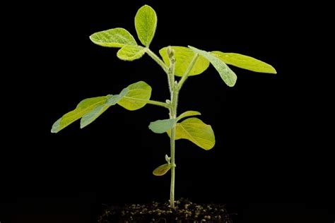 Soybean Seedling Chloride And Soybean What To Know About Potash