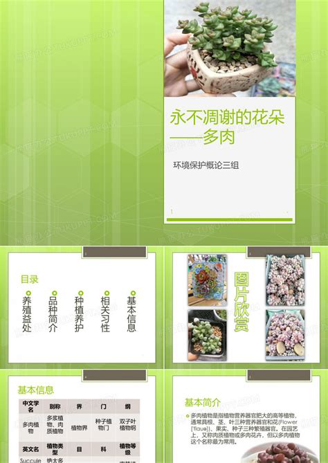 多肉植物介绍课件PPT模板下载 编号lvgzmryz 熊猫办公
