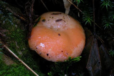 アカモミタケ 大台ヶ原 東地区奈良県上北山村 2011 9 25