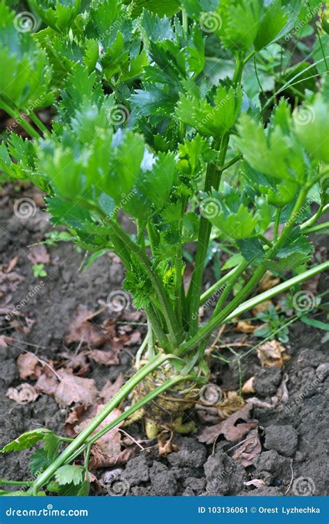 In Organic Soil Parsnip Grows Stock Image Image Of Cooking Garden