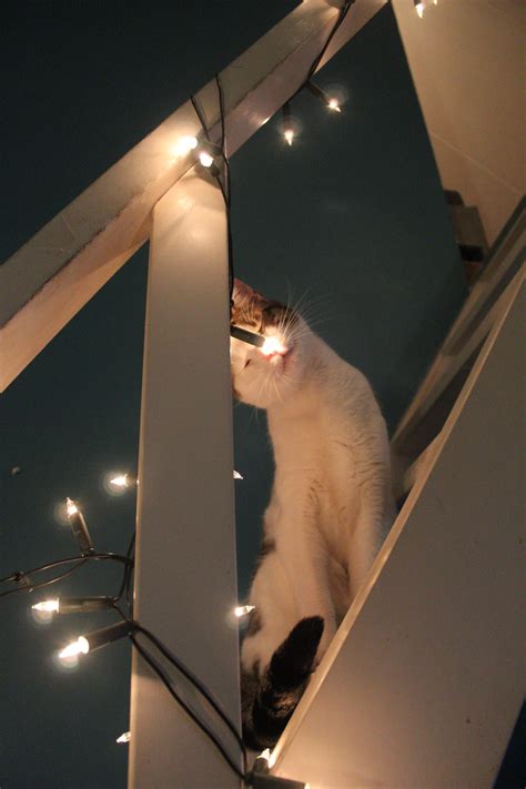 Dont Go Into The Light Album On Imgur